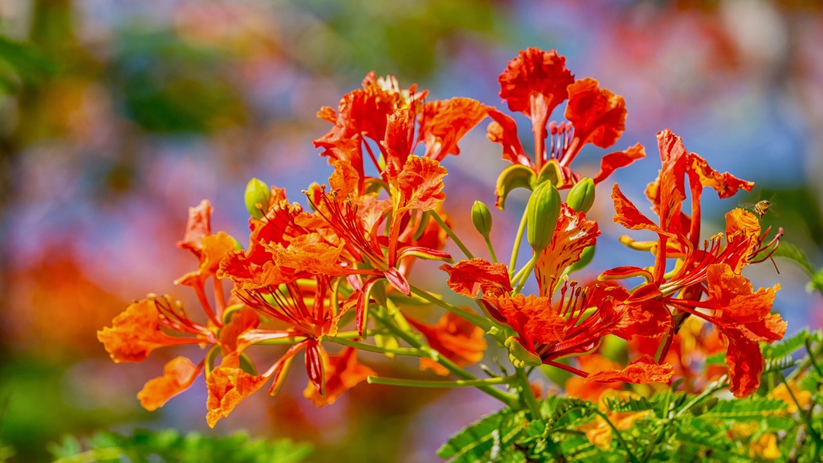 Tổng hợp 50+ hình ảnh hoa phượng đẹp gắn liền với mùa hè